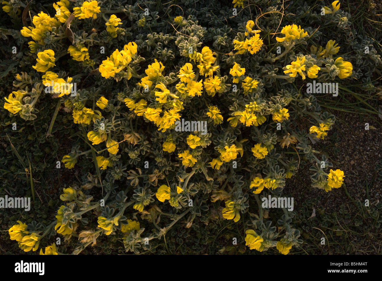 Sea Medick Medicago marina Cyprus Stock Photo - Alamy