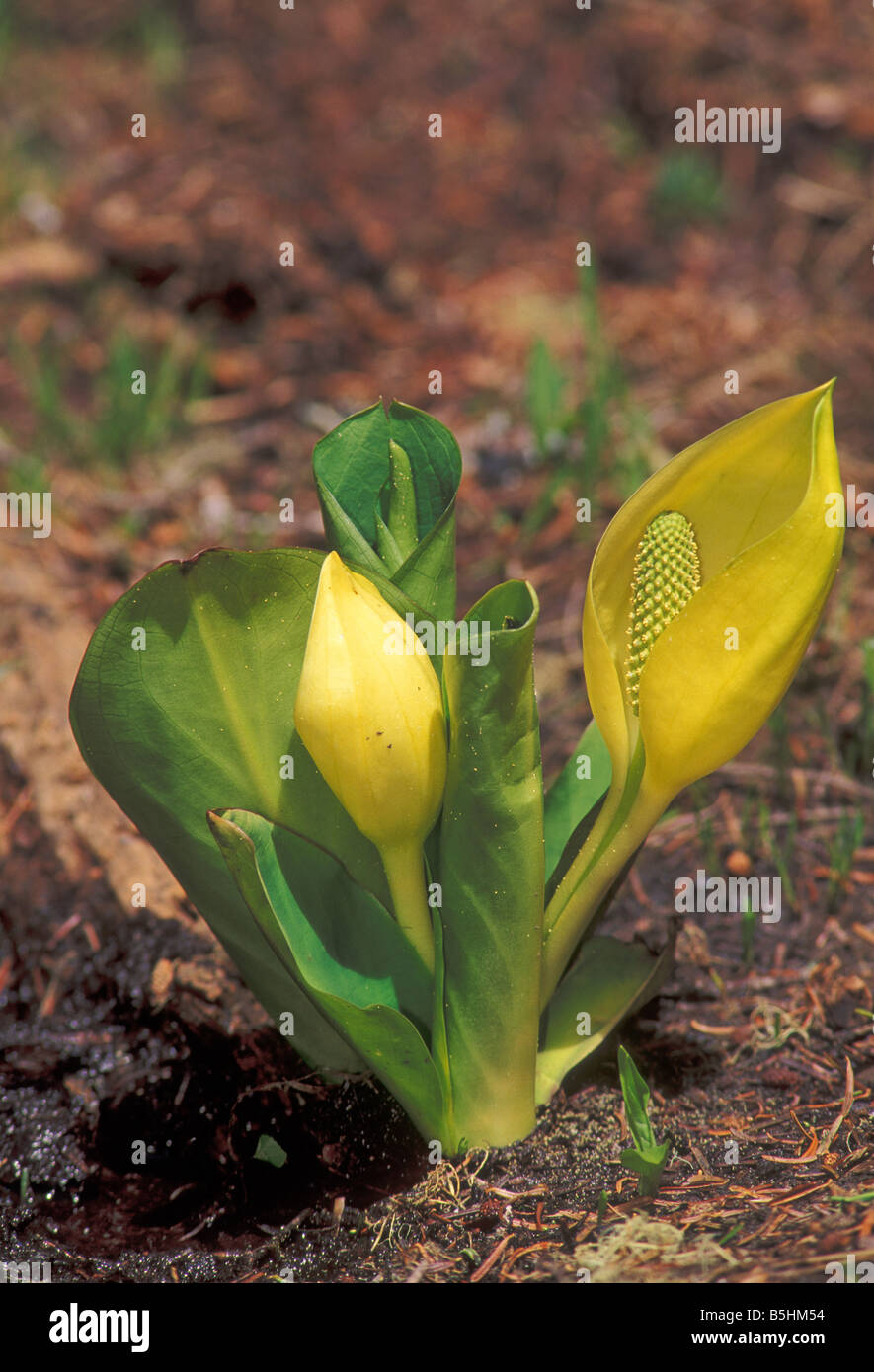 Skunk cabbage Lysichiton americanum Cascade Mountains Oregon Stock ...