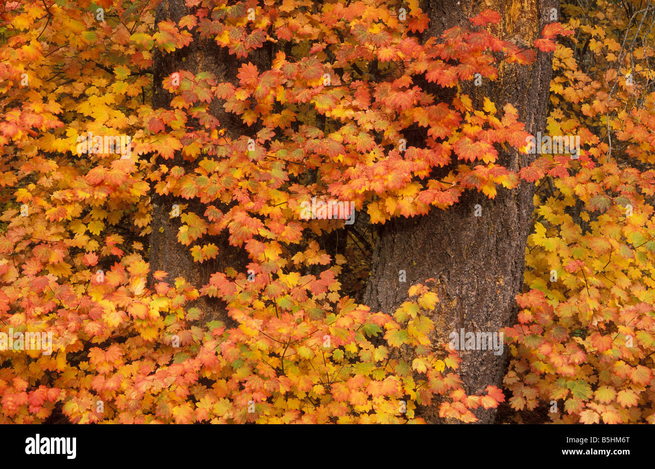 Vine maple leaves with Fall color Mount Hood National Forest Cascade ...