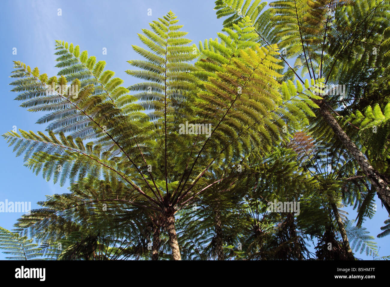 Big fern tree growing at high altitude in Cameron Highland, Malaysia ...