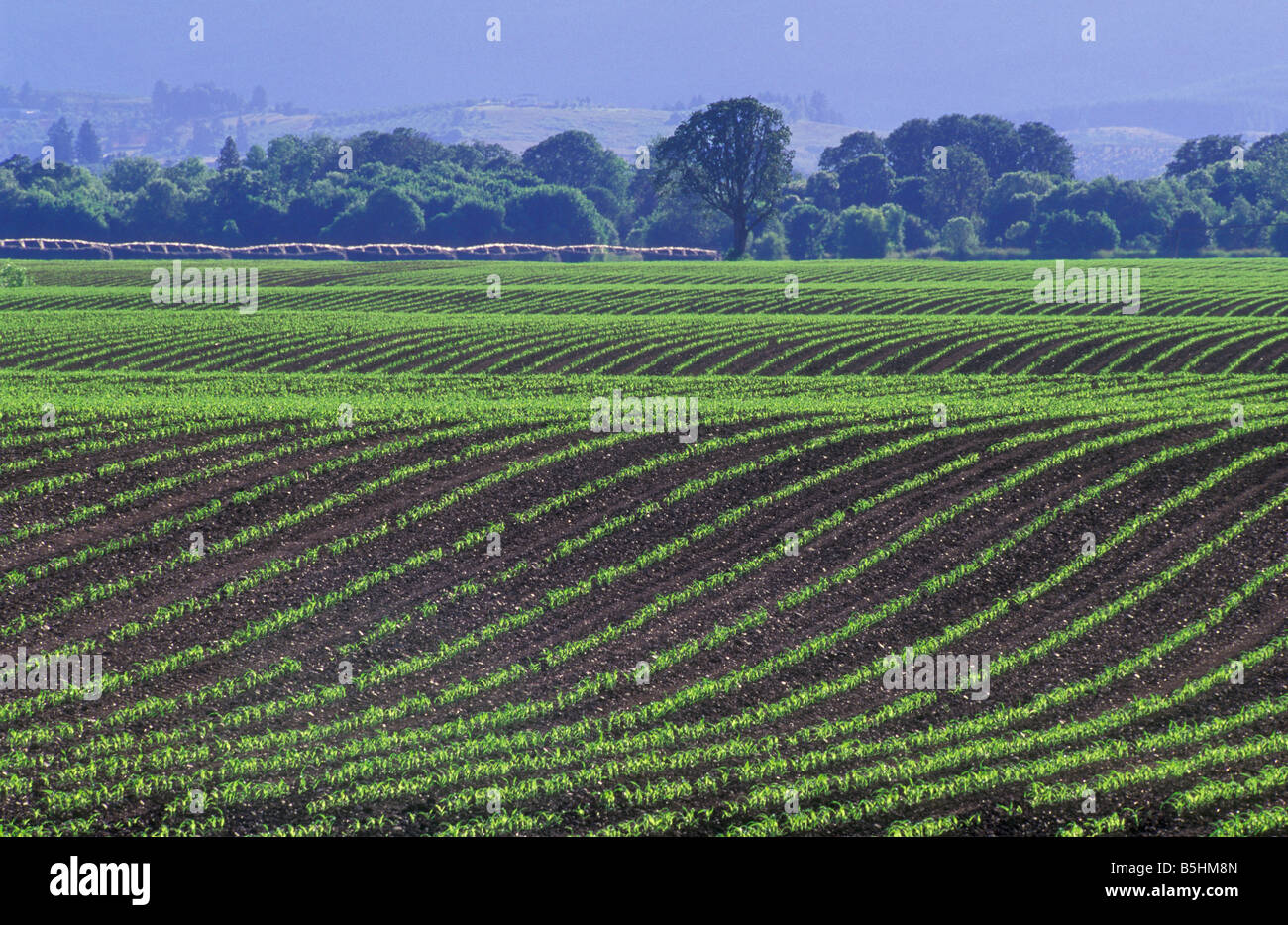 Field of young corn plants Willamette Valley Oregon Stock Photo - Alamy