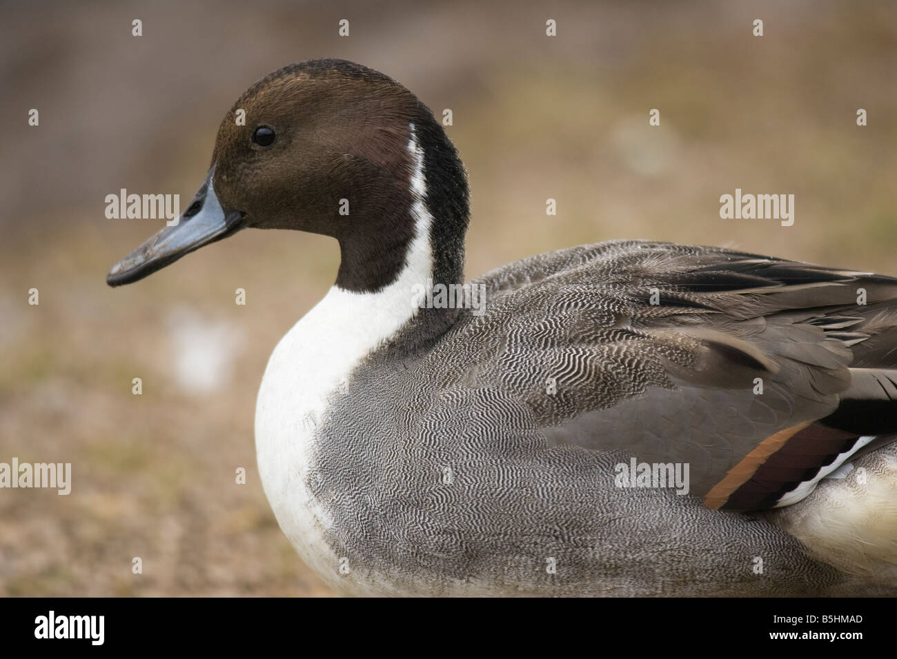 Drake pintail hi-res stock photography and images - Alamy