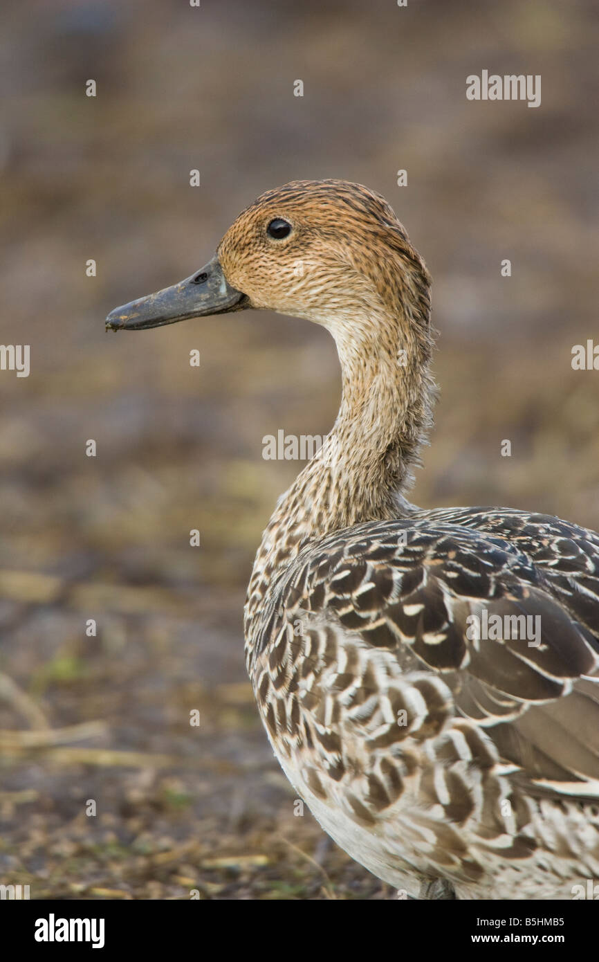 Portrait of a female Northern Pintail (Anas acuta Stock Photo - Alamy