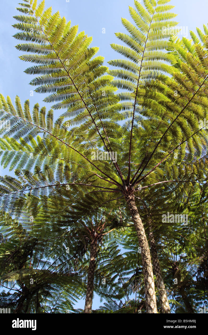 Big fern tree growing at high altitude in Cameron Highland, Malaysia ...