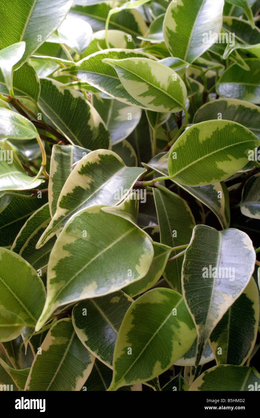Variegated ficus hi-res stock photography and images - Alamy