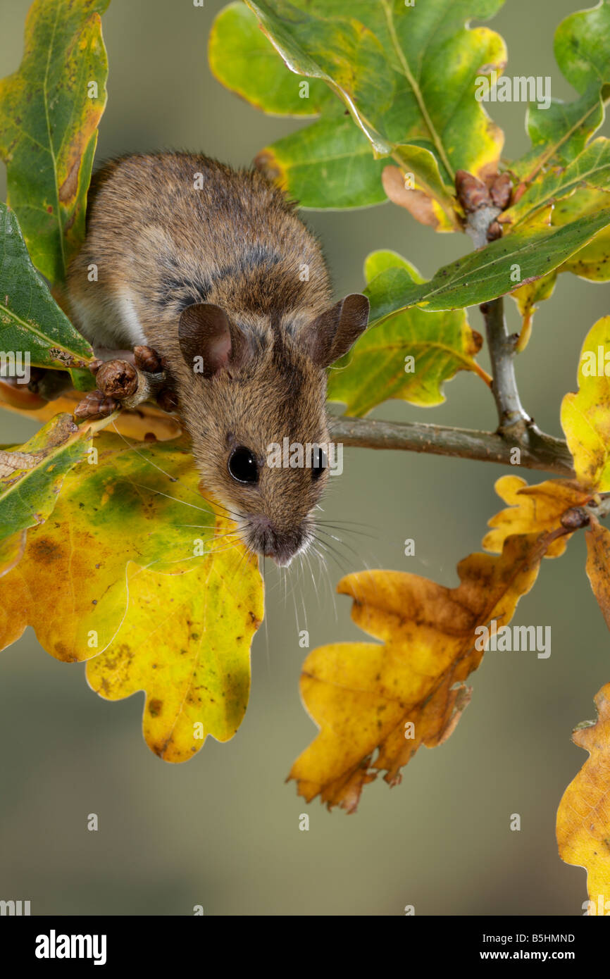 Yellow necked mice hi-res stock photography and images - Alamy