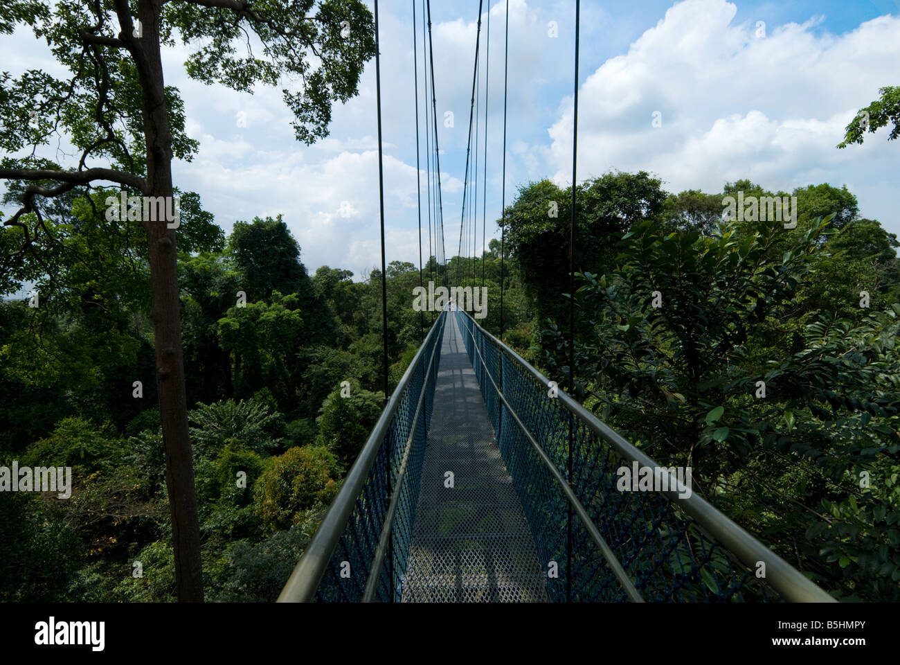 HSBC Suspension Bridge, Treetop Walk, Singapore, South East Asia Stock ...