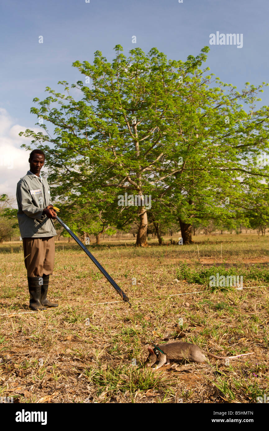 Field training of hero rats by the APOPO organisation to detect TNT in ...