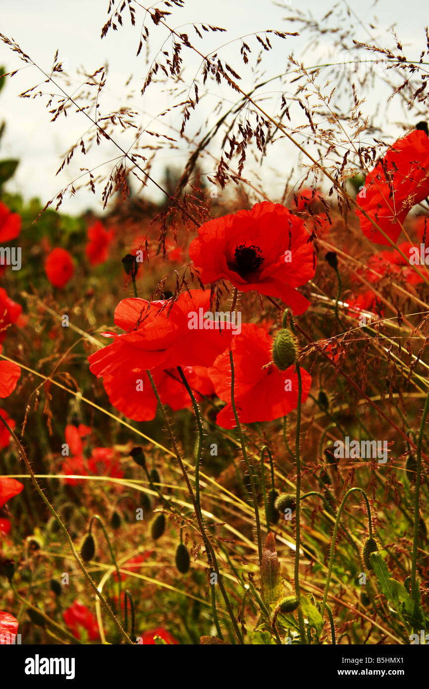 Red poppies growing wild in cornfields Stock Photo - Alamy