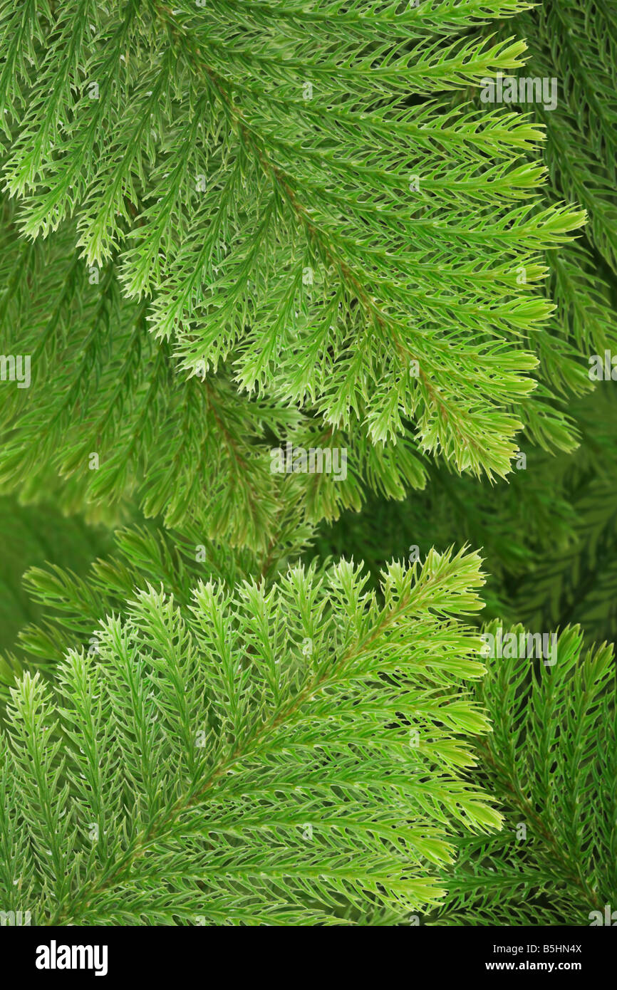 Pine leaves background Stock Photo - Alamy