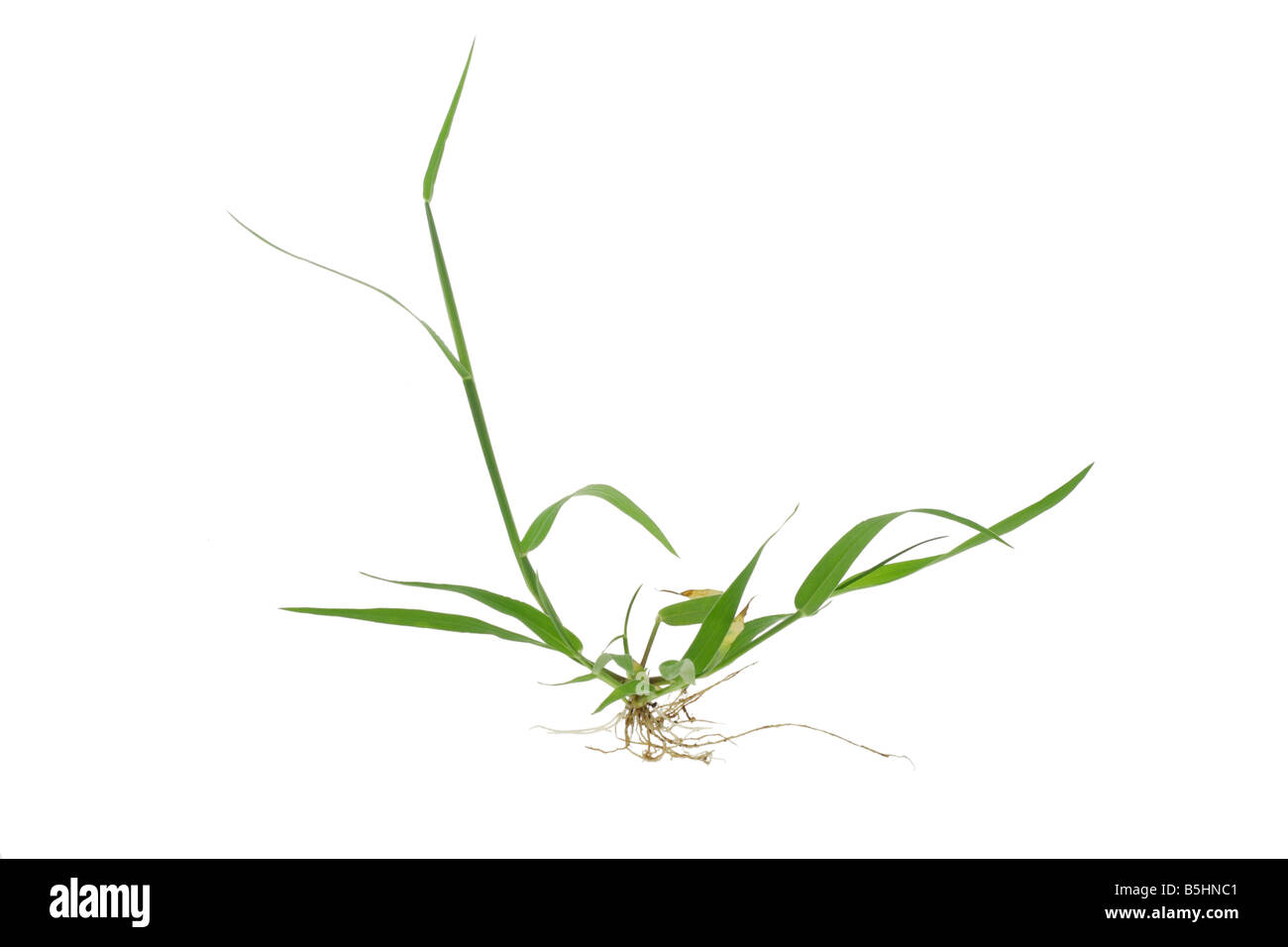 Goosegrass grass Cut Out Stock Images & Pictures - Alamy