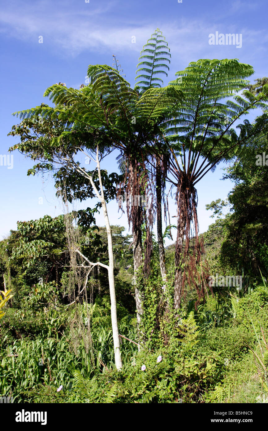 Big fern tree growing at high altitude in Cameron Highland, Malaysia ...