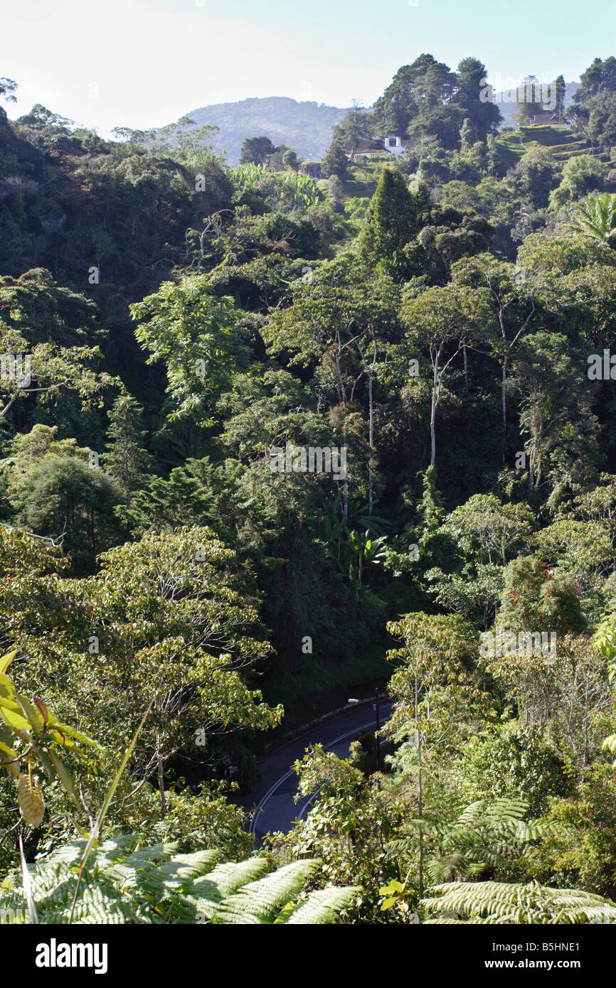 Thick tropical rain forest at Cameron Highland, Malaysia Stock Photo ...