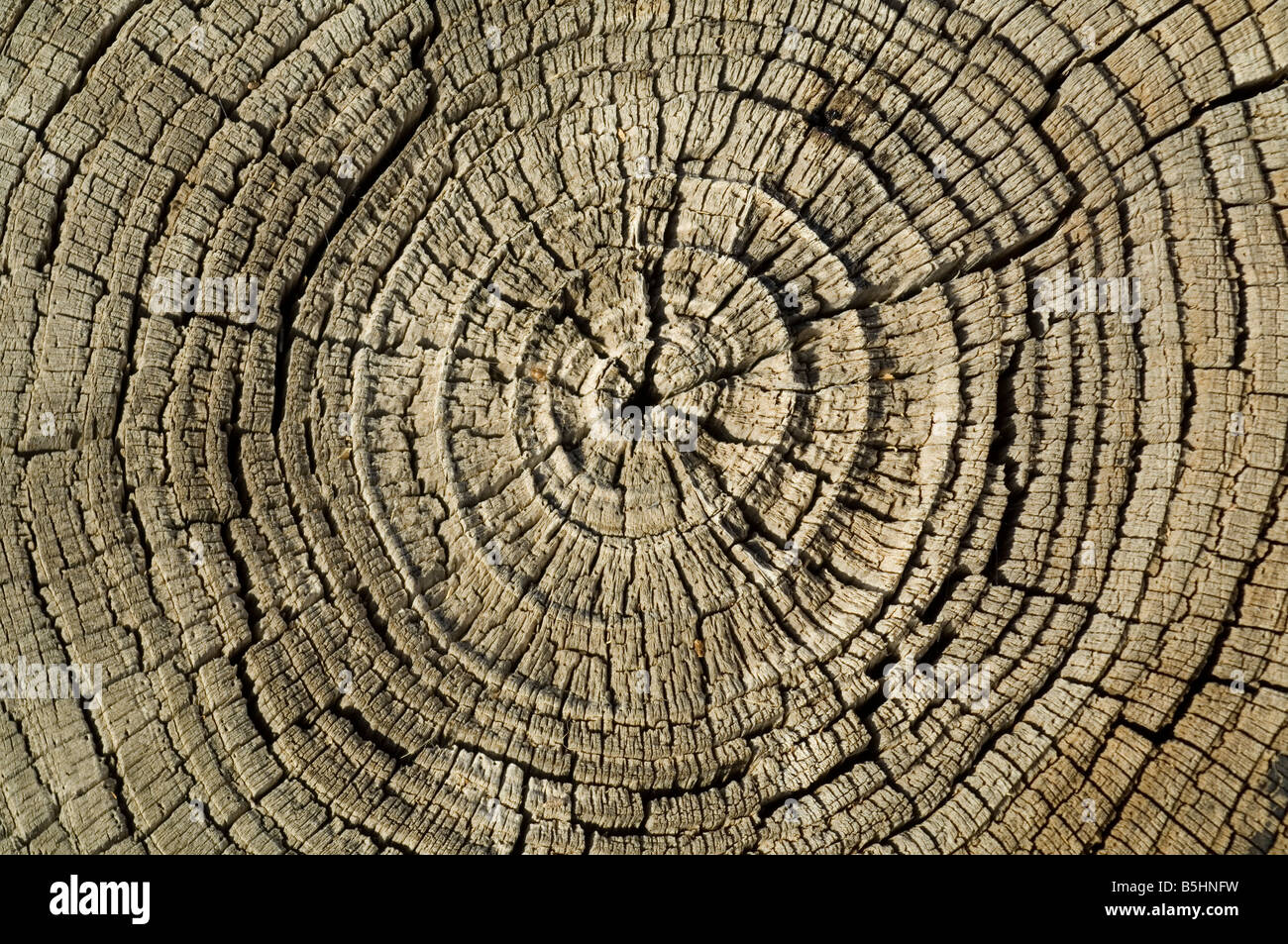 Log of dry wood Stock Photo - Alamy