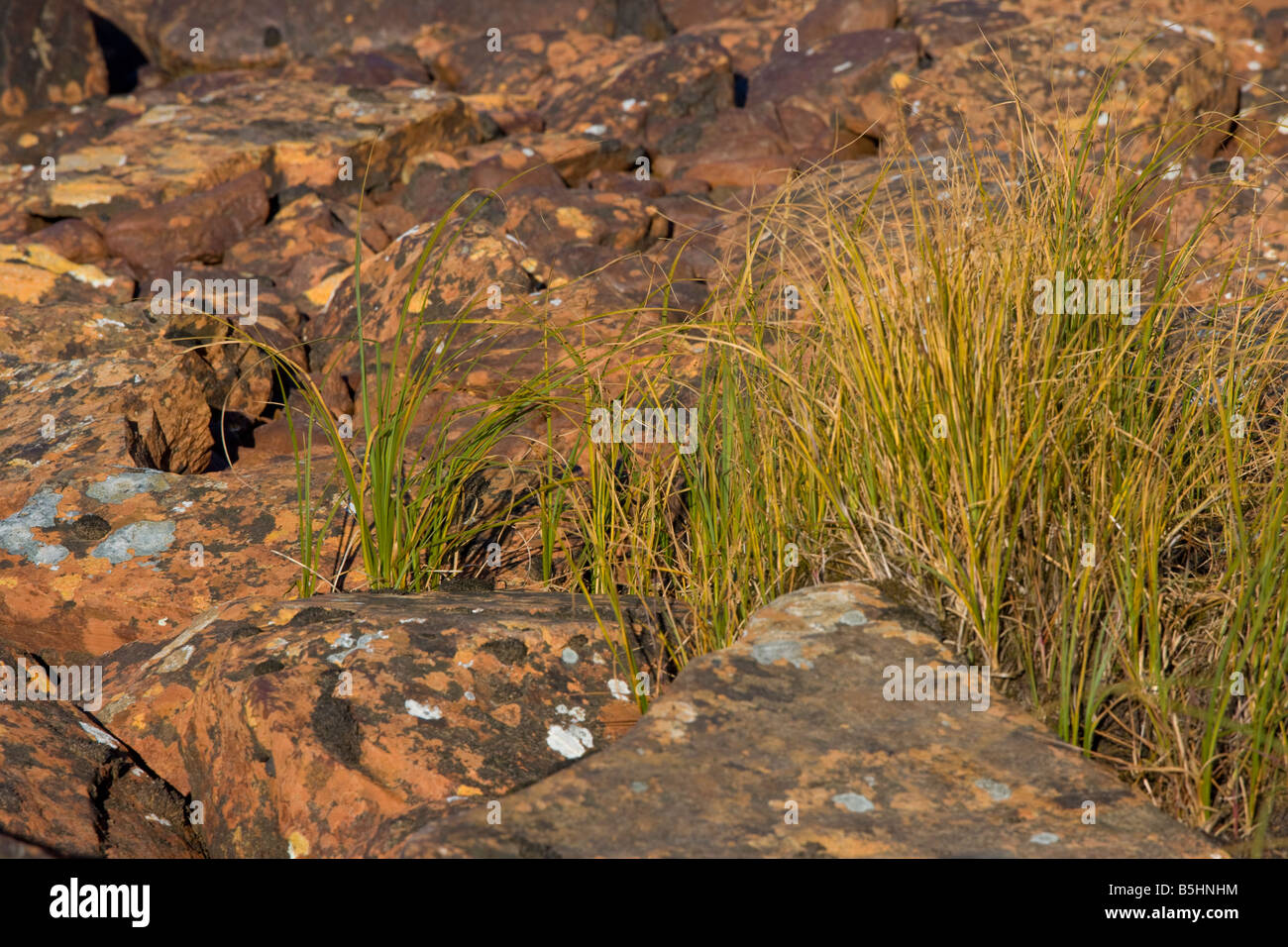 Grass and rocks Stock Photo - Alamy