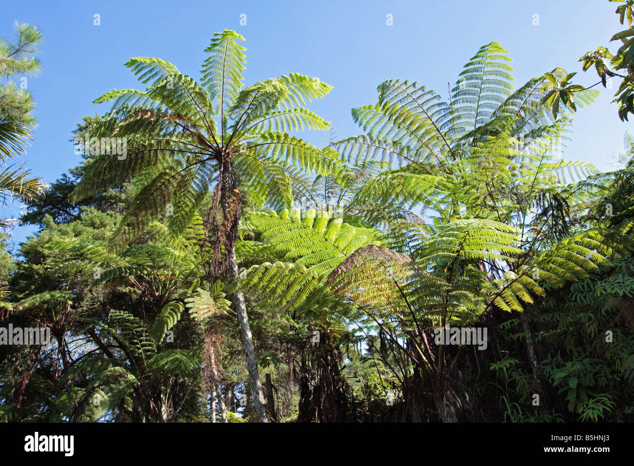 Big fern tree growing on the hillside of Cameron Highland in Malaysia ...