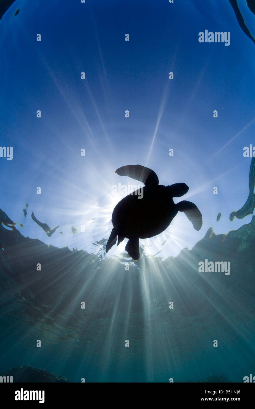 Silhouette of turtle hi-res stock photography and images - Alamy