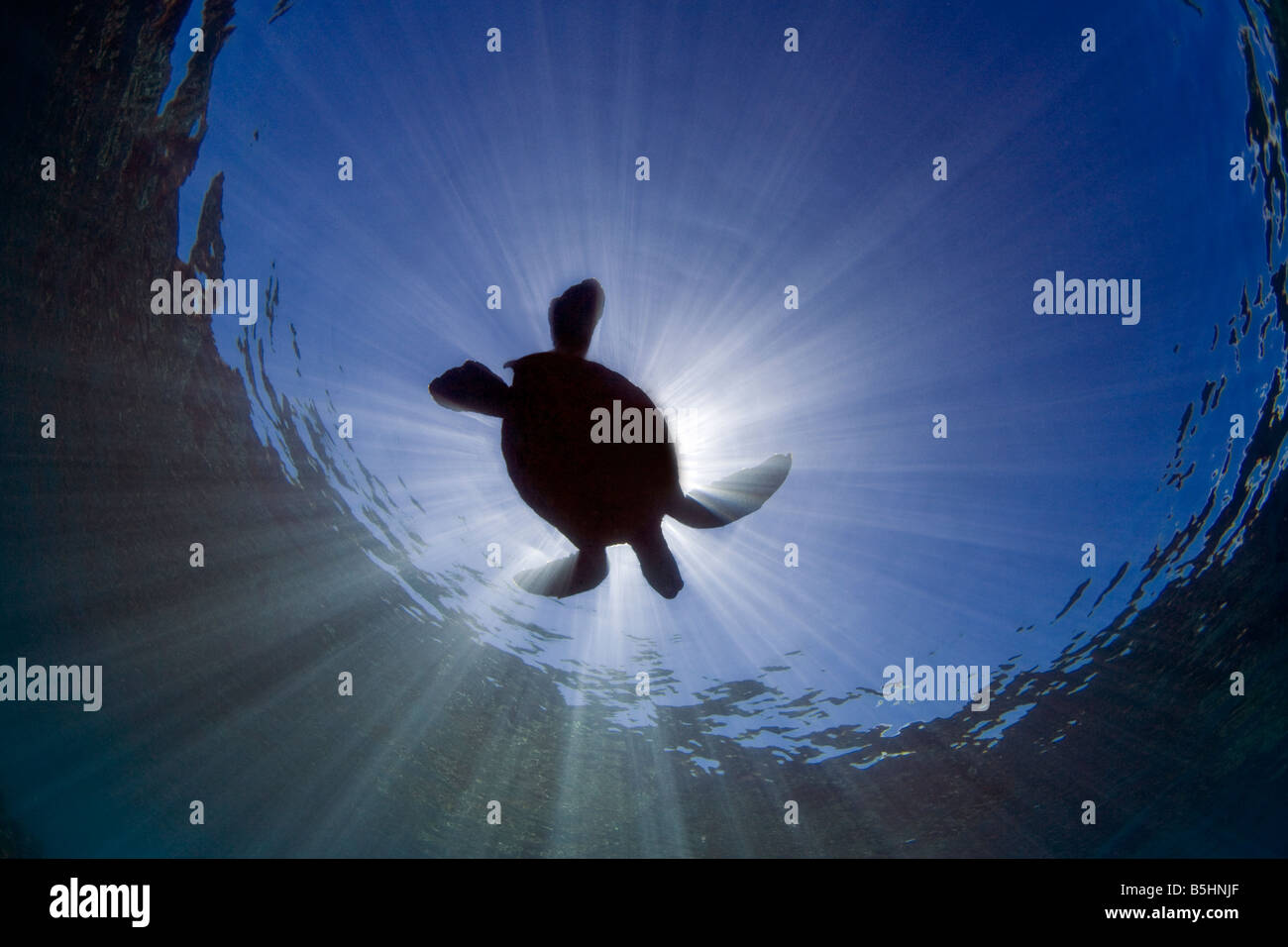 A green sea turtle silhouette with sun rays in Maui, Hawaii Stock Photo ...