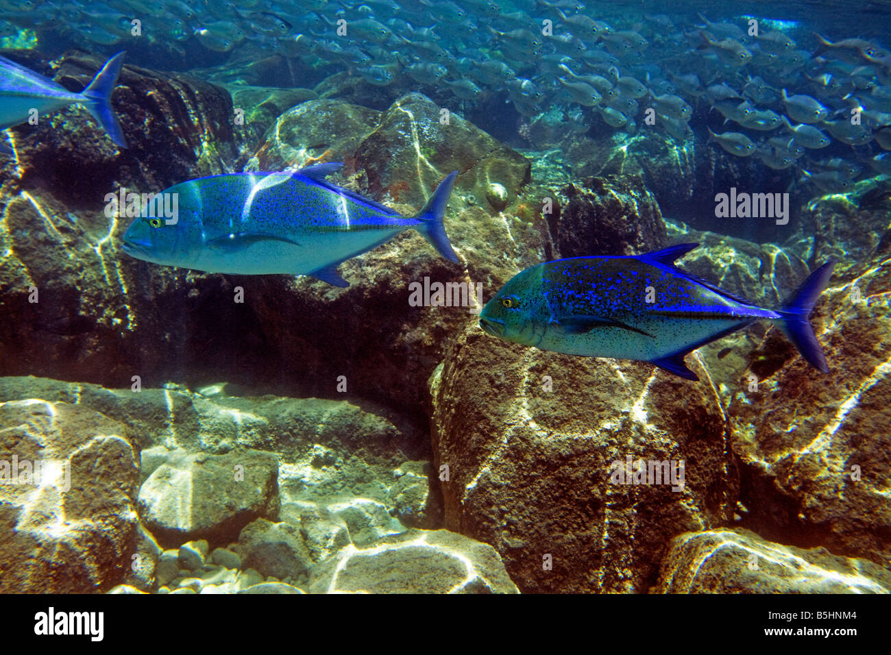 Hawaiian flagtail fish hi-res stock photography and images - Alamy