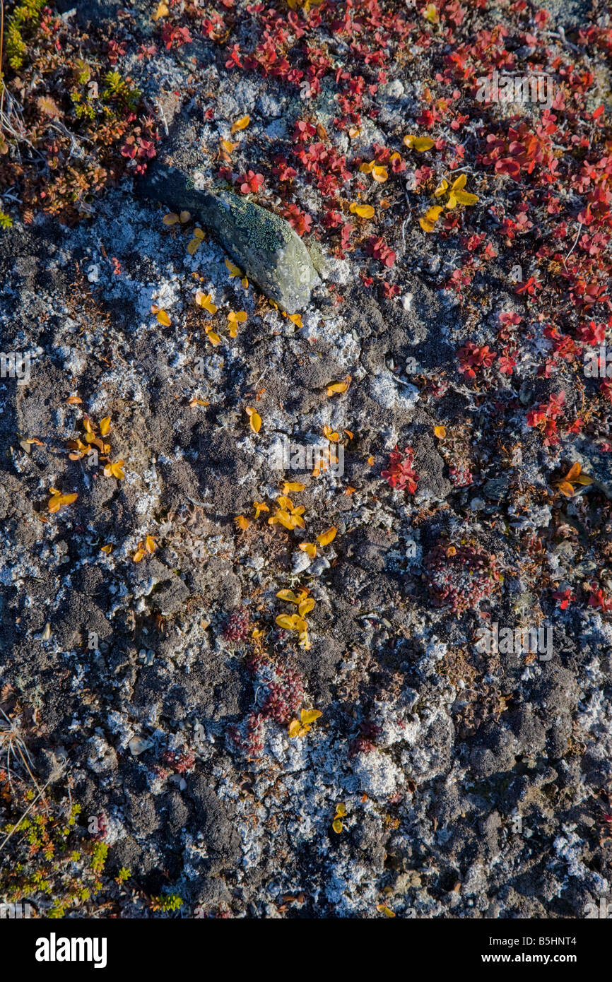 Tundra Plants High Resolution Stock Photography and Images - Alamy
