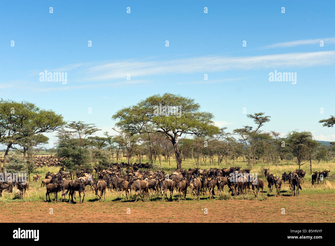 Serengeti wildebeest hi-res stock photography and images - Alamy