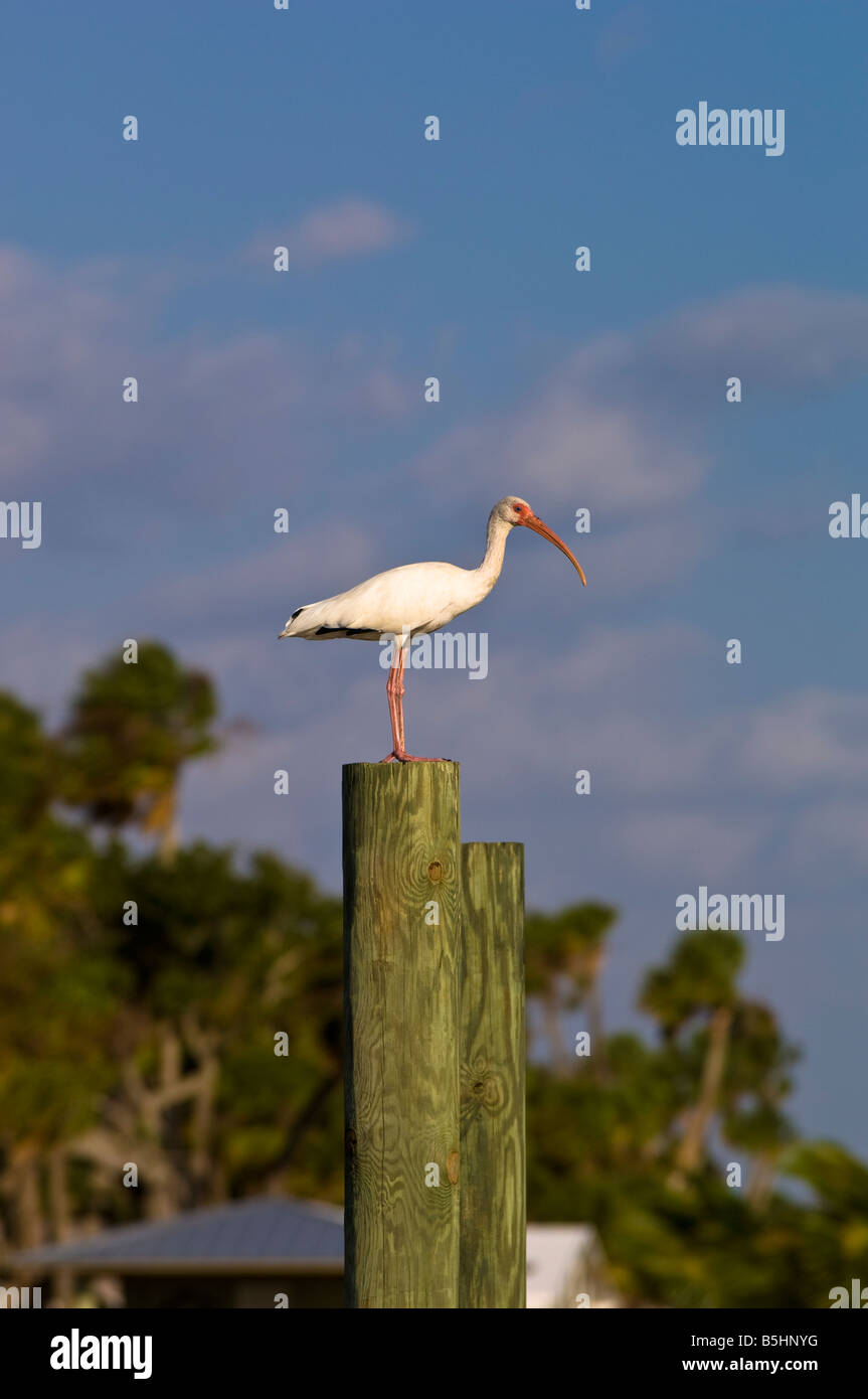 United States Of America Florida Sebastian birds on a jetty Stock Photo ...