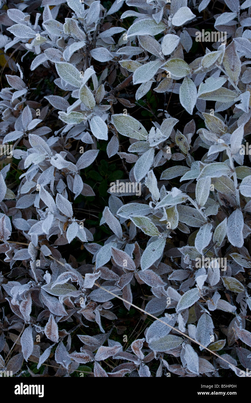 frosted bush in autumn in Lapland Stock Photo - Alamy