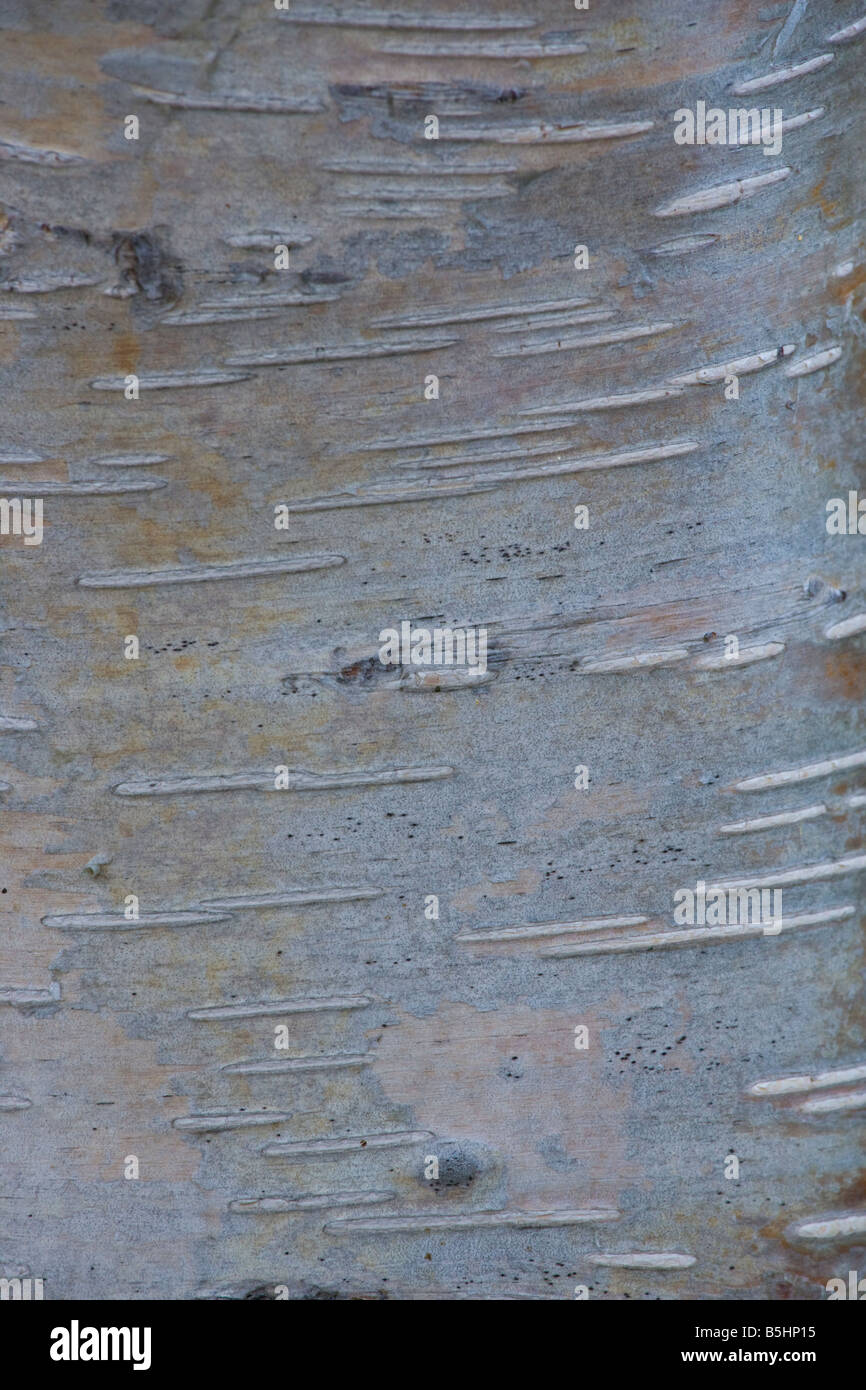 Birch tree bark Stock Photo - Alamy