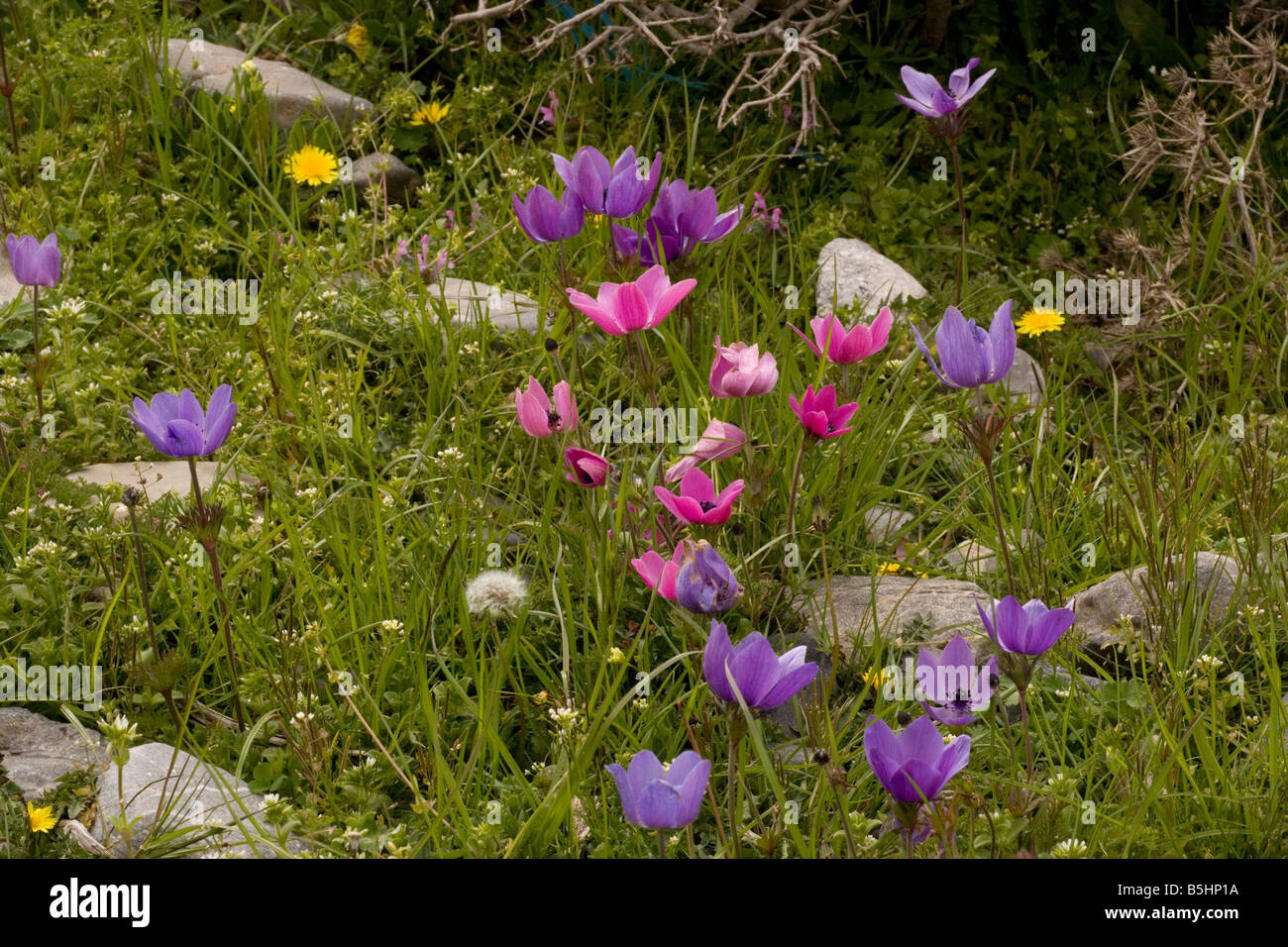 Crown Anemones Anemone coronaria on the Omalos Plateau White Mountains ...