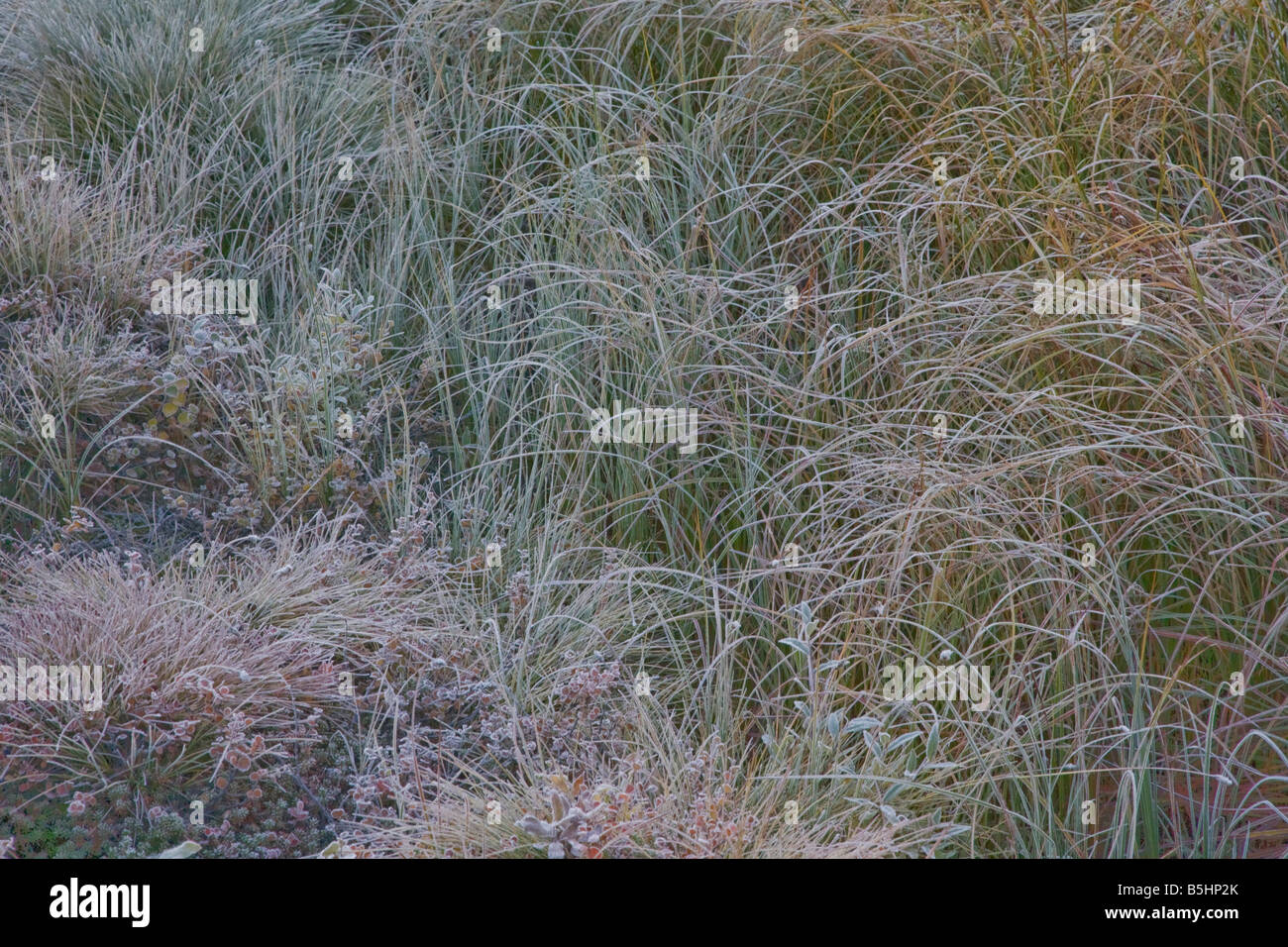 Frosted grass in Lappland Sweden Stock Photo - Alamy
