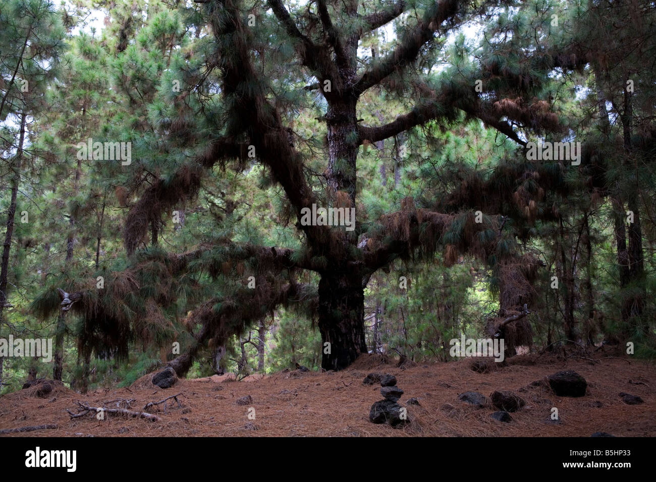 A pine tree of the species Pinus Canariensis in the Caldera de ...