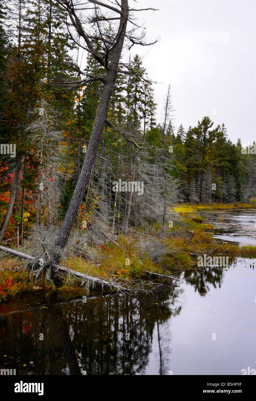 Grey pines hi-res stock photography and images - Alamy