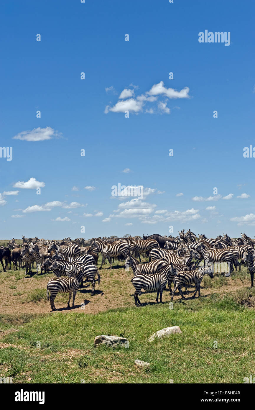 Zebra migration hi-res stock photography and images - Alamy