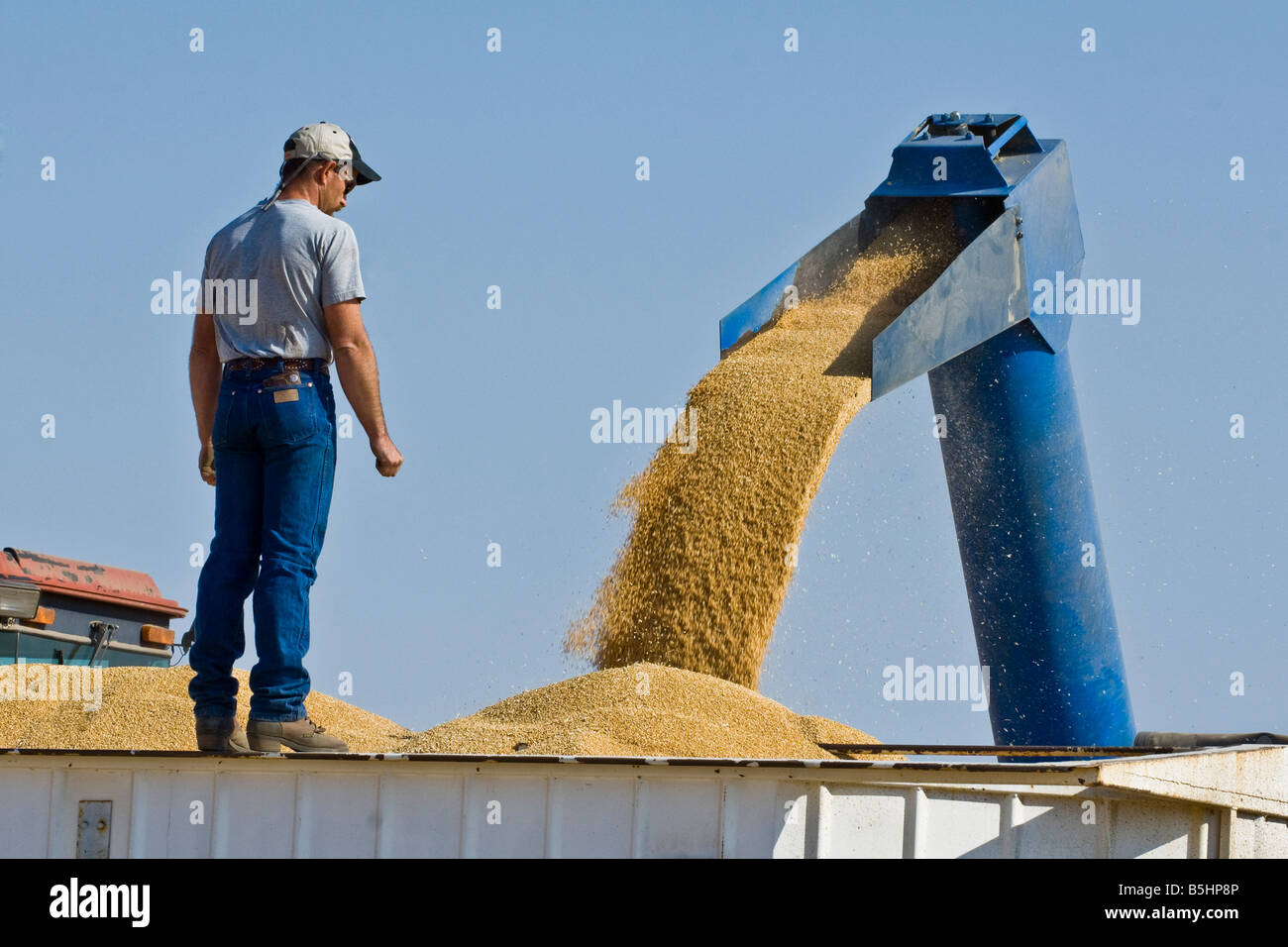 A grain truck driver stands atop his truck bed to supervise the loading ...