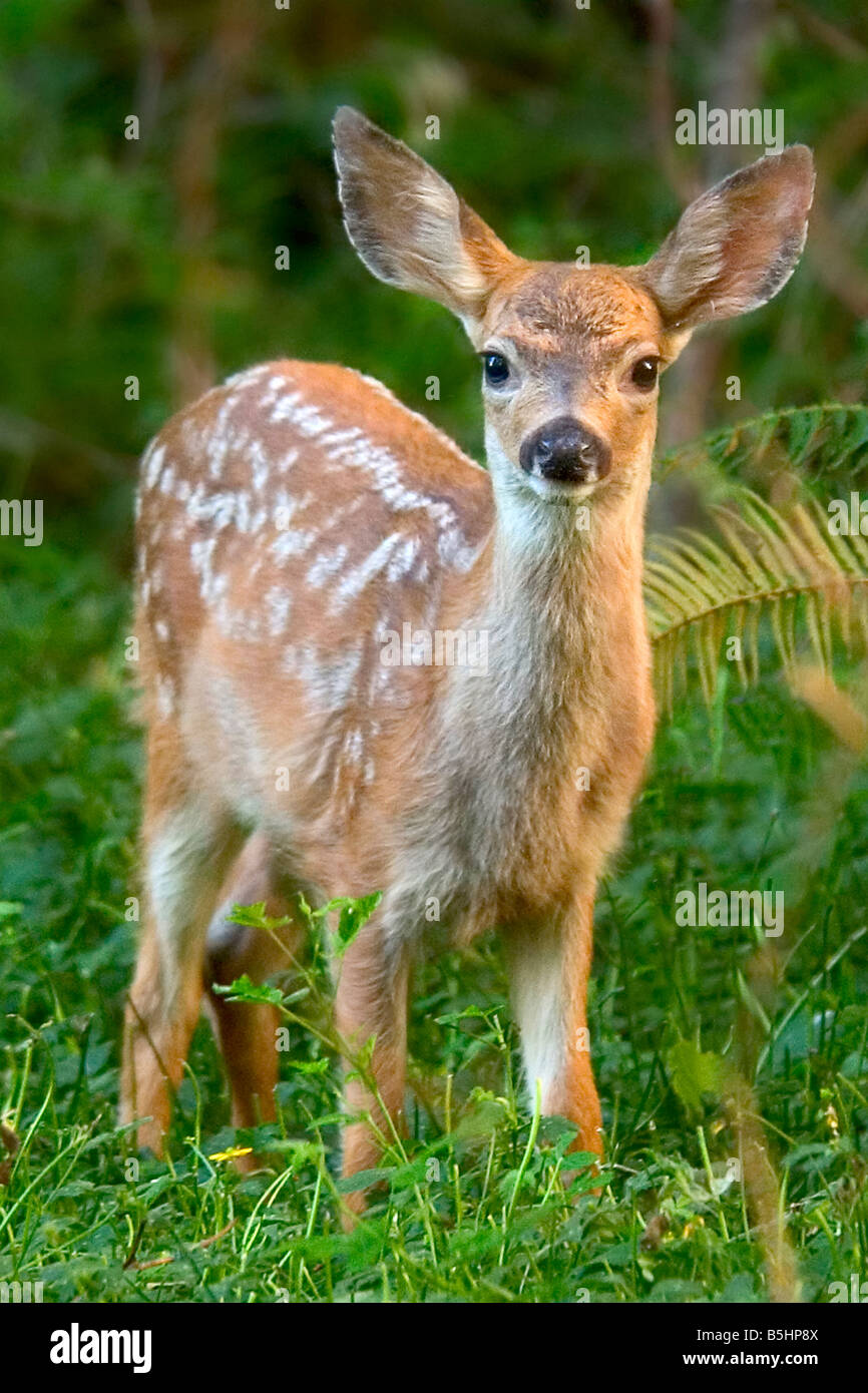 Agile deer hi-res stock photography and images - Alamy