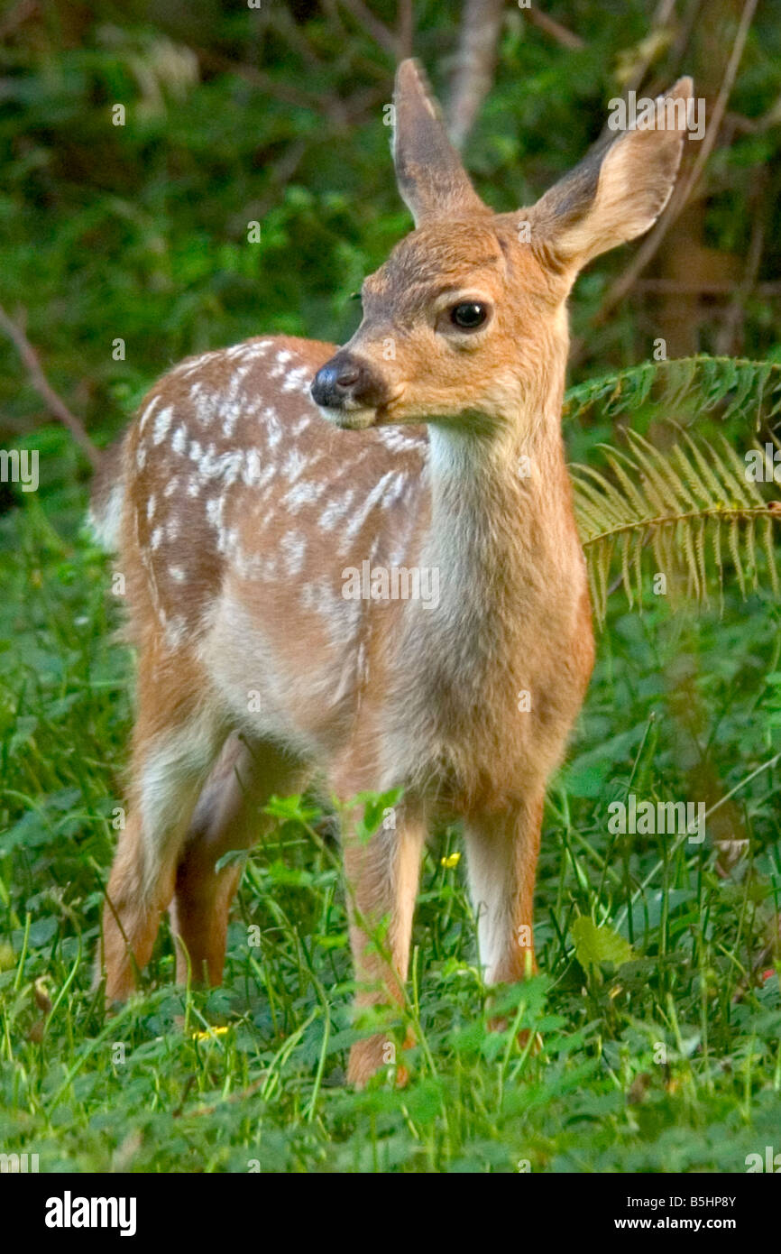 Deer fawn in the forest Stock Photo - Alamy