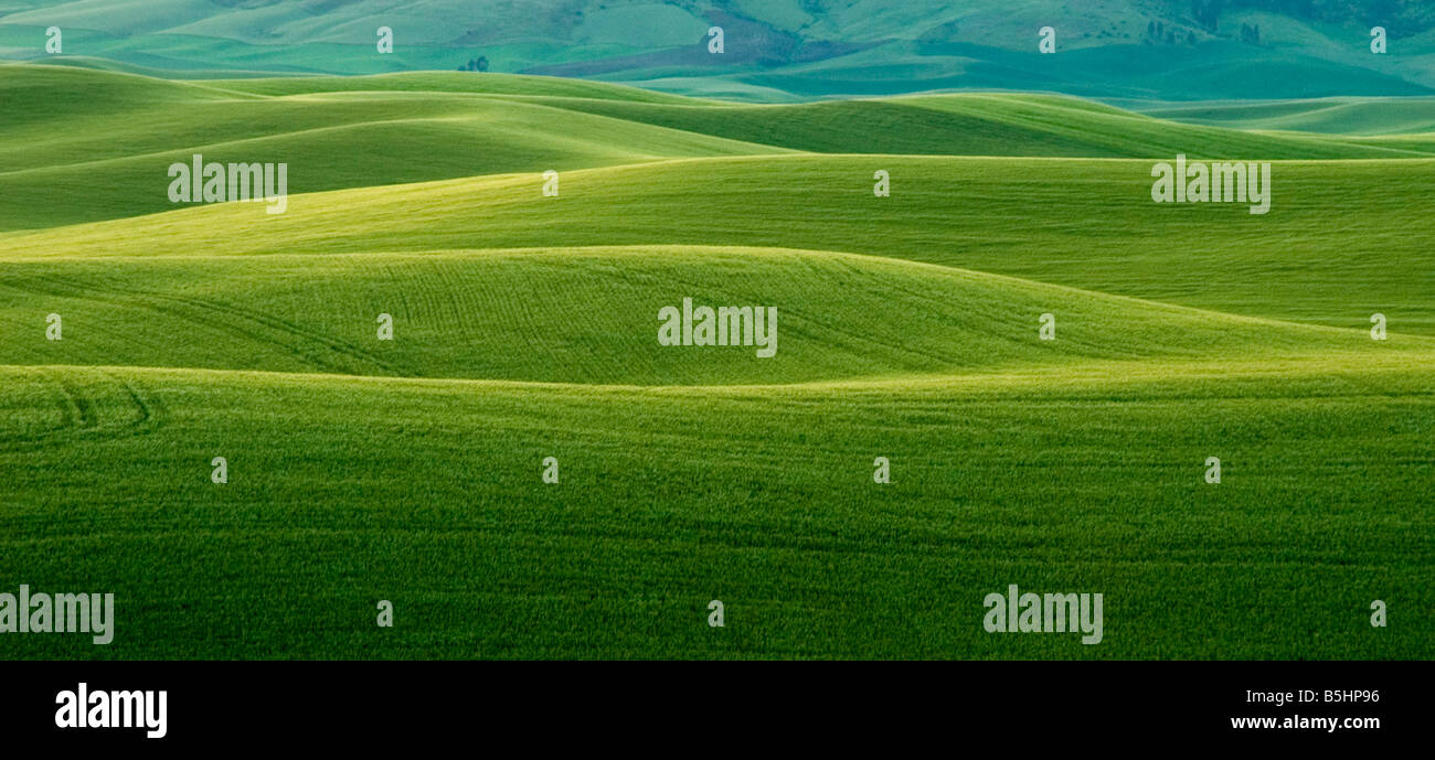 Hills of green wheat in the spring in the Palouse region of Washington ...