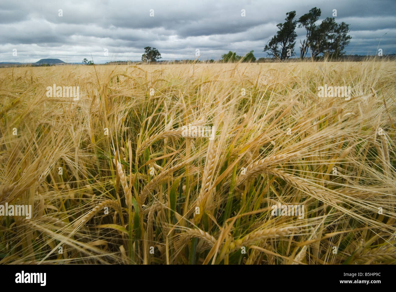 field of wheat Stock Photo - Alamy