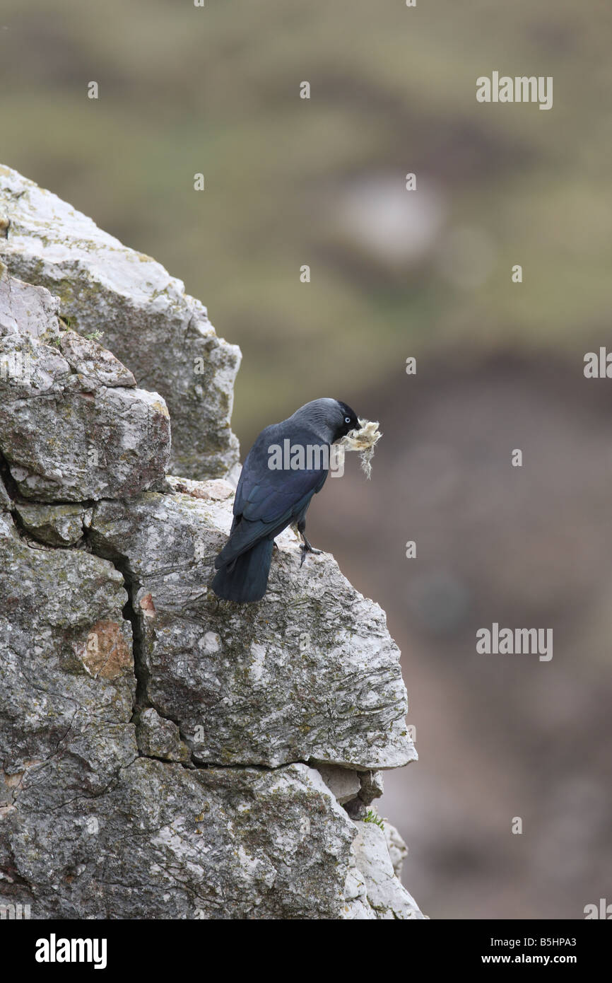 Jackdaw nest hi-res stock photography and images - Alamy