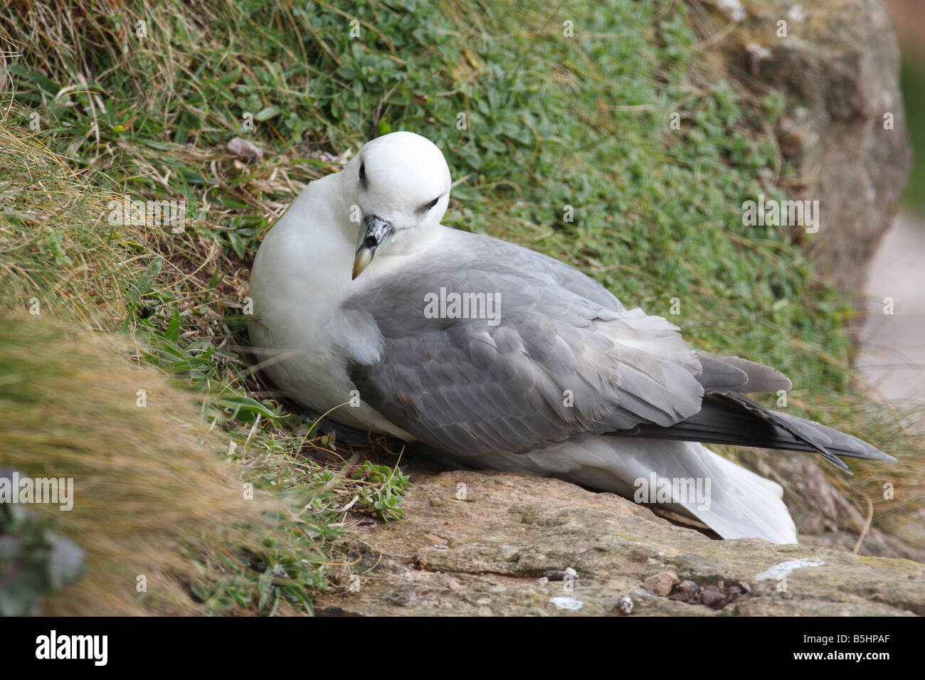 FULMAR PETREL Fulmaris glacialis AT NEST SITE ON CLIFF FACE Stock Photo ...