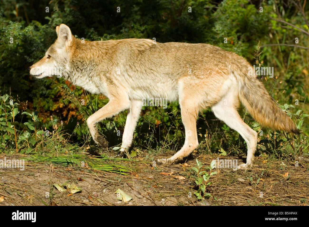 A coyote walks at the edge of a forest Stock Photo - Alamy