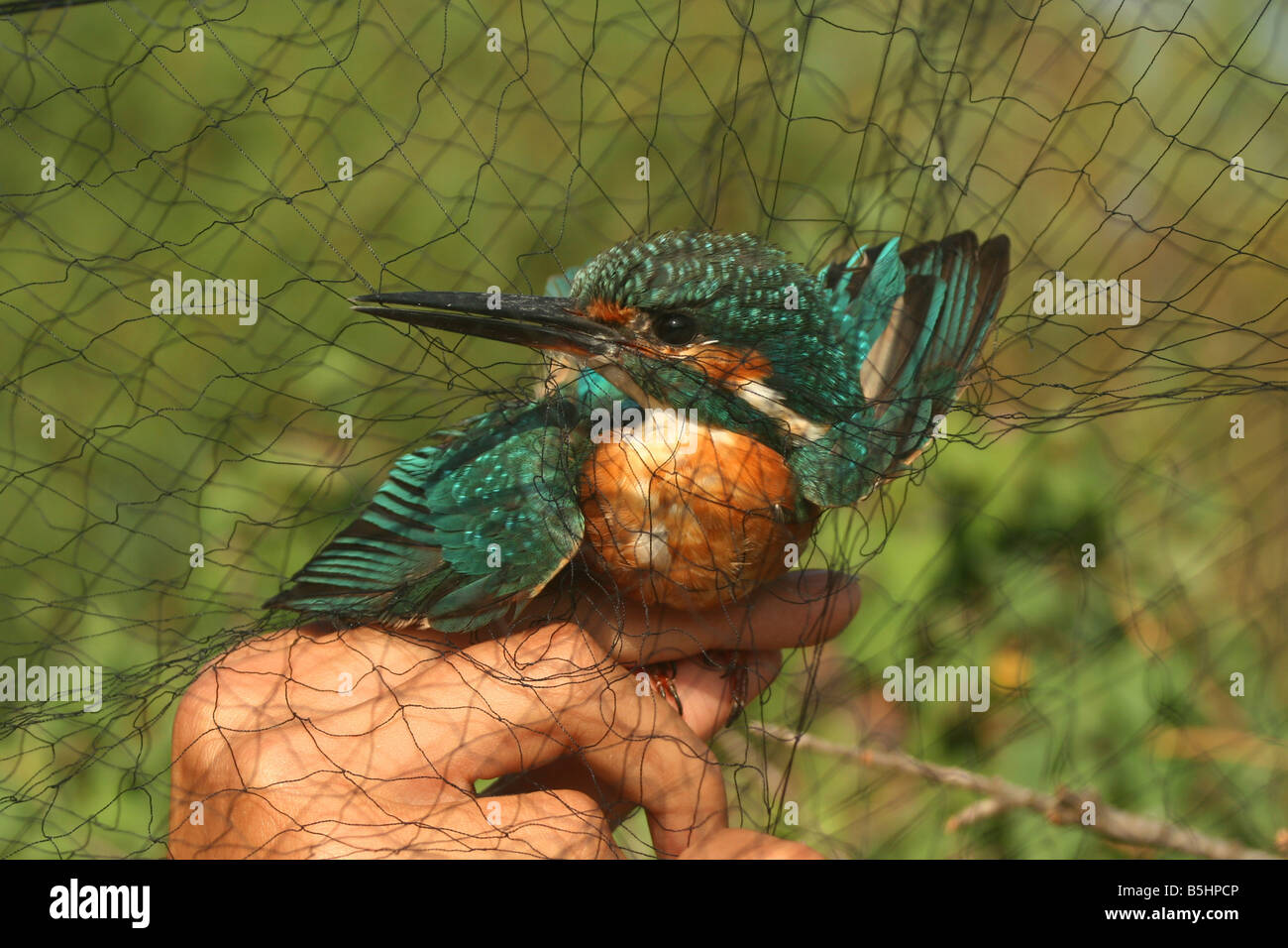 Trapped bird hi-res stock photography and images - Alamy