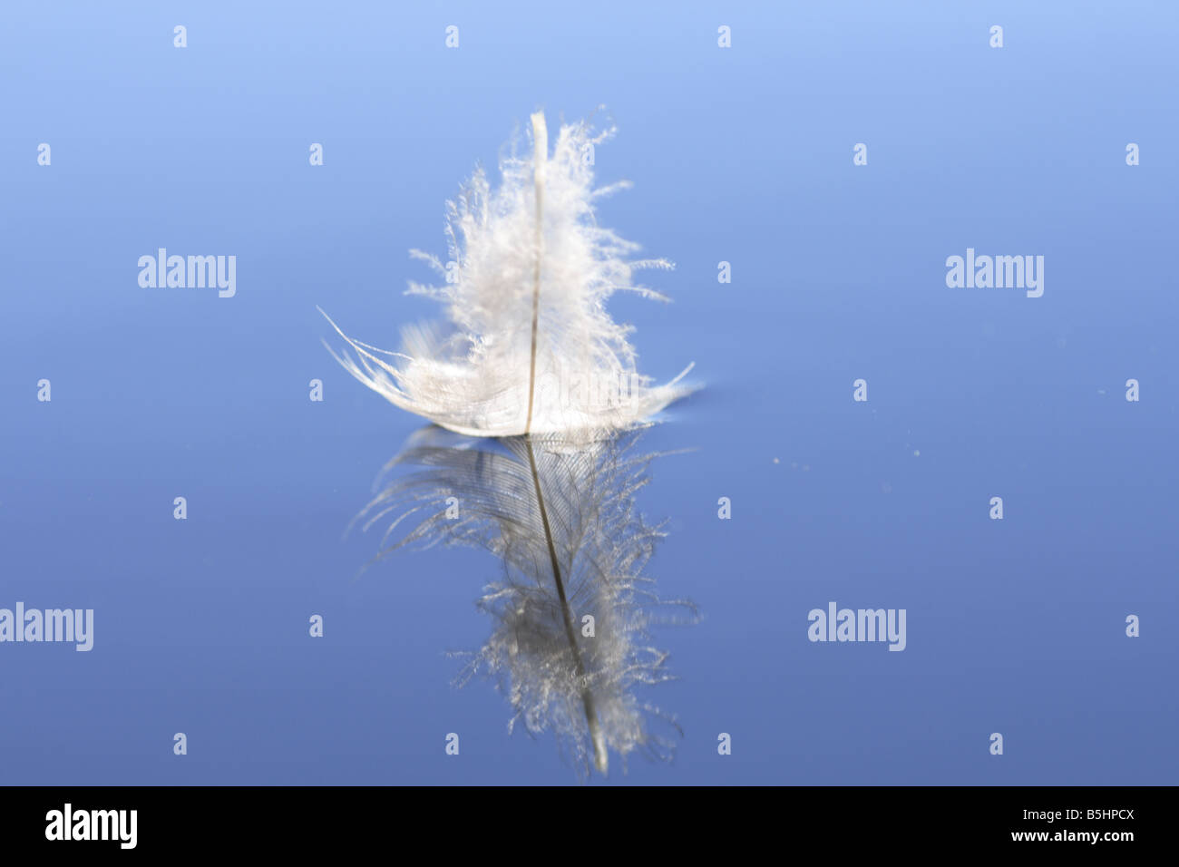 a downy duck feather floating on blue water Stock Photo - Alamy