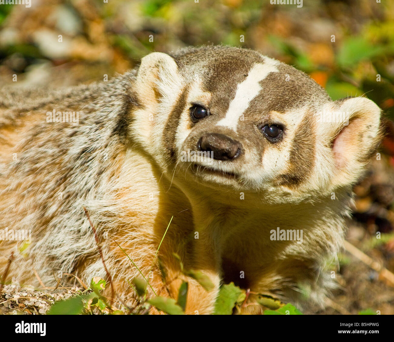 Badger in a den surrounded by fall foliage - controlled condtions Stock ...