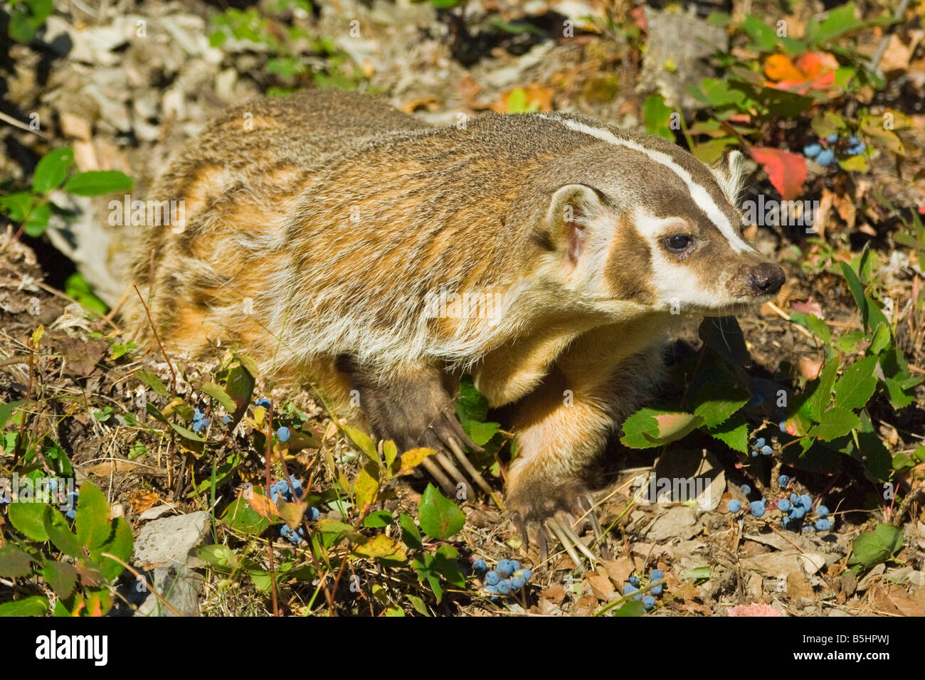 American badger den hi-res stock photography and images - Alamy