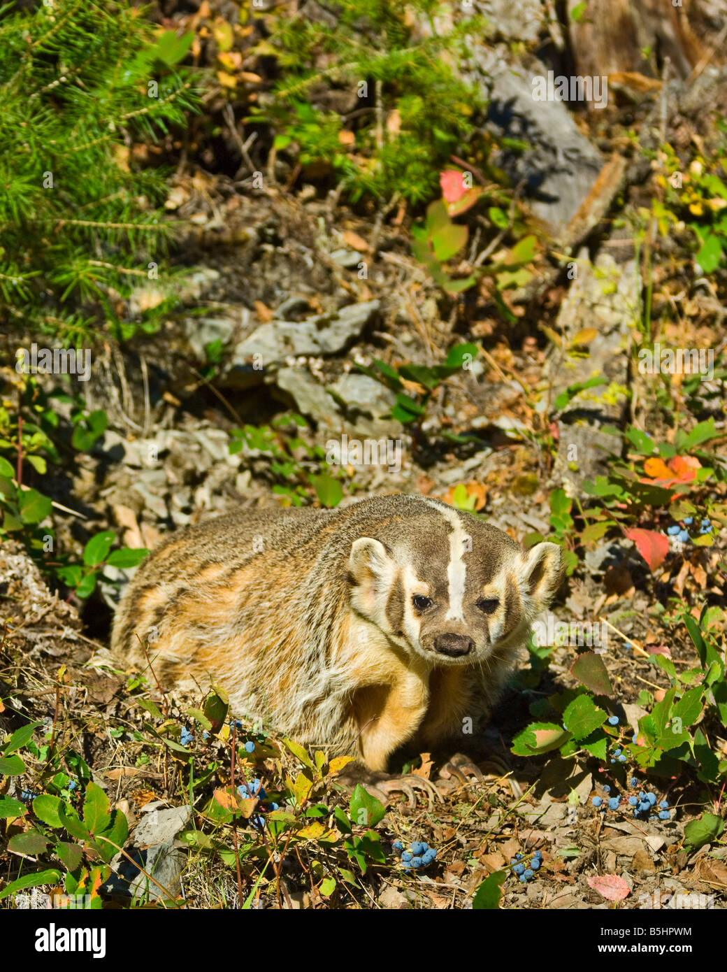 Badger in a den surrounded by fall foliage - controlled condtions Stock ...