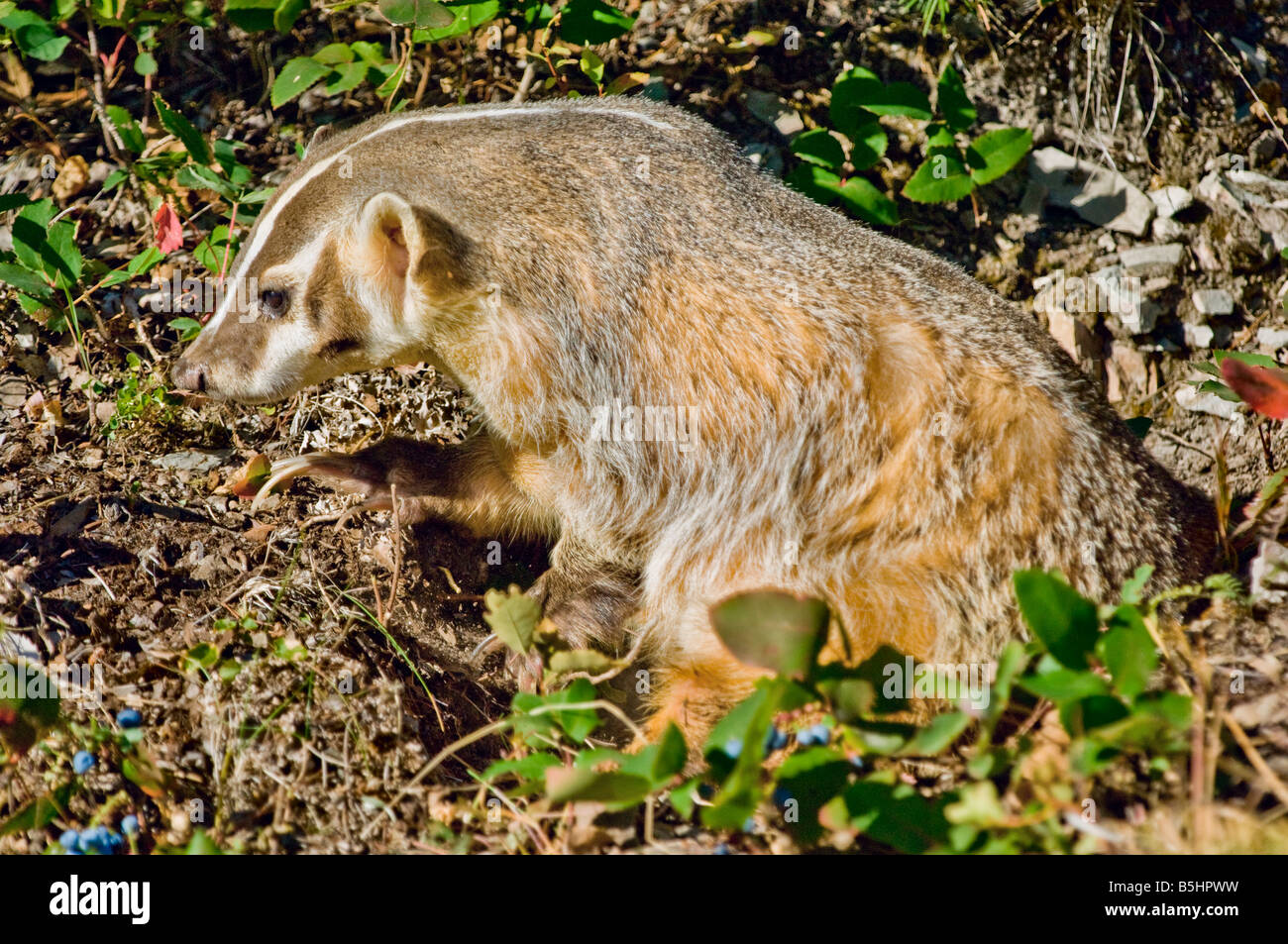 American badger light hi-res stock photography and images - Alamy