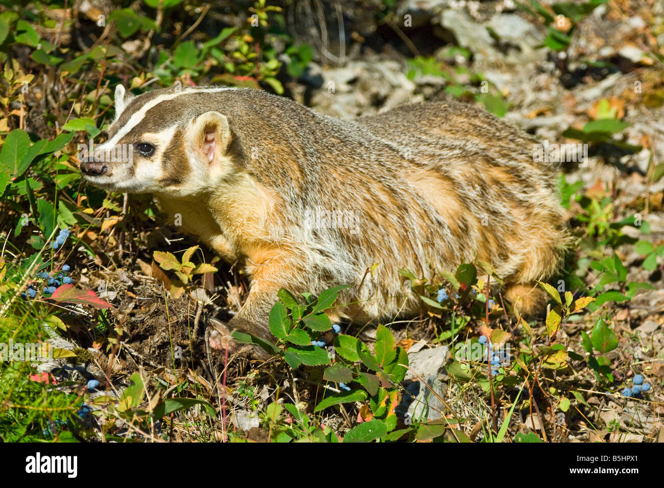 American badger den hi-res stock photography and images - Alamy