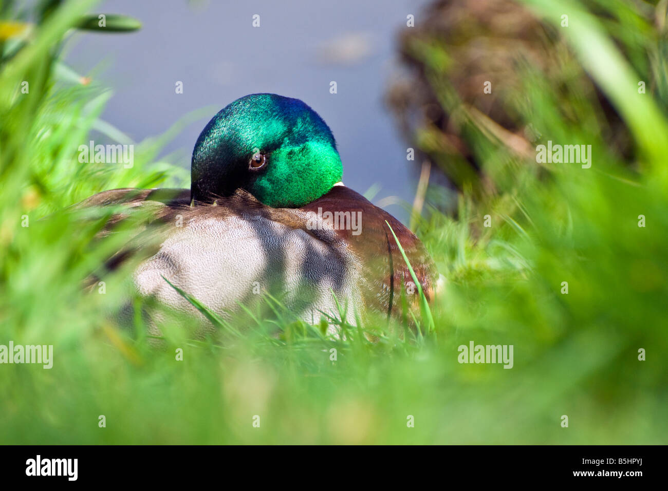 Close up duck male head hi-res stock photography and images - Alamy