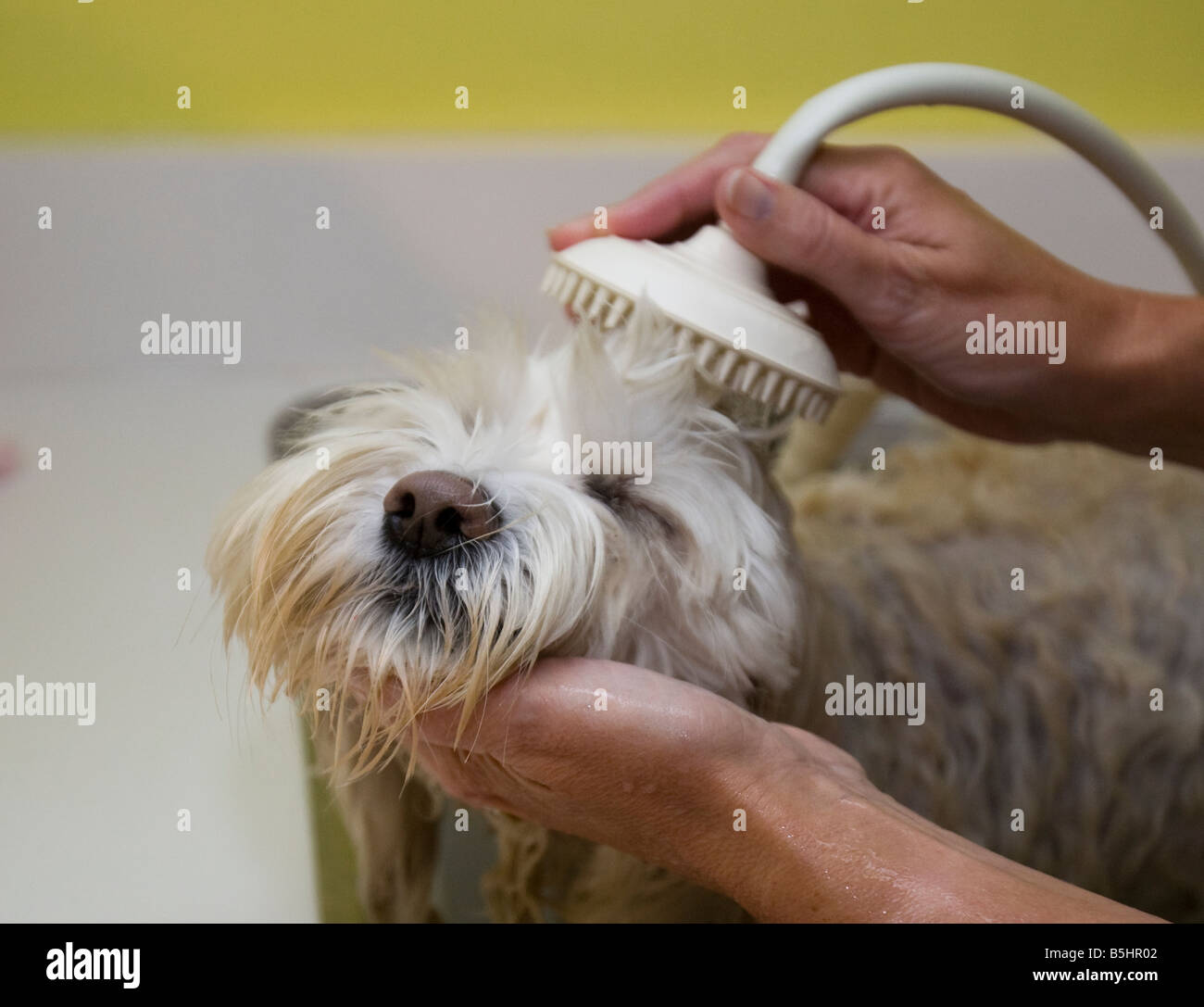 Pet dog getting a bath Stock Photo - Alamy